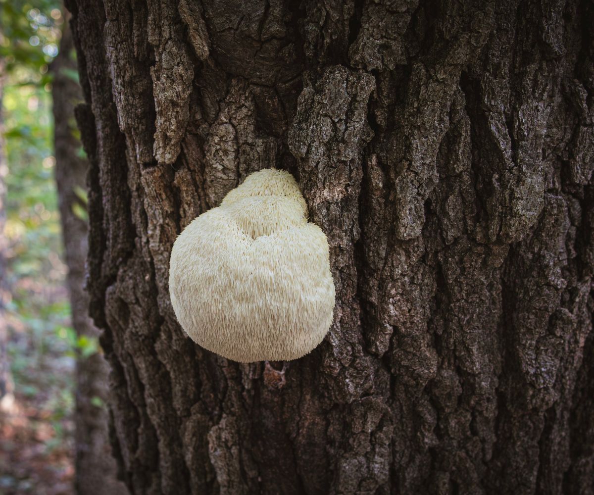 Lion’s Mane Mushroom Identification and Common Look-Alikes