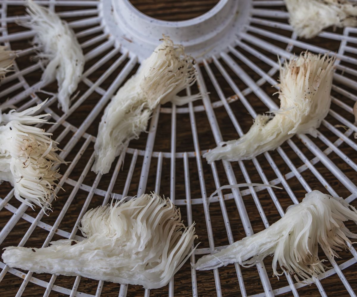 Lion’s Mane Mushroom Identification and Common Look-Alikes