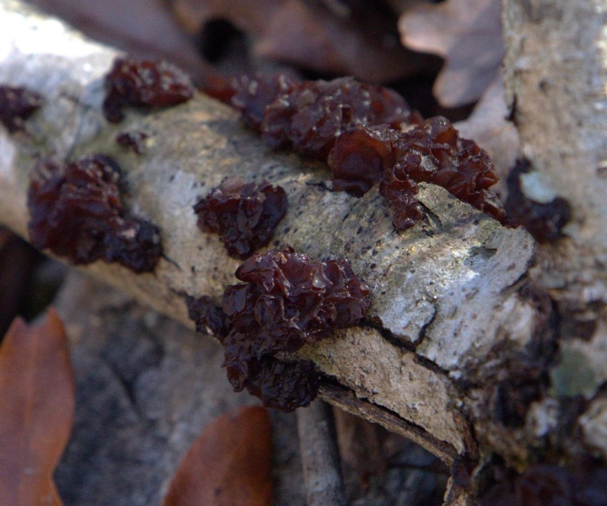 Witches’ Butter Identification Guide and Common Look-Alikes ...