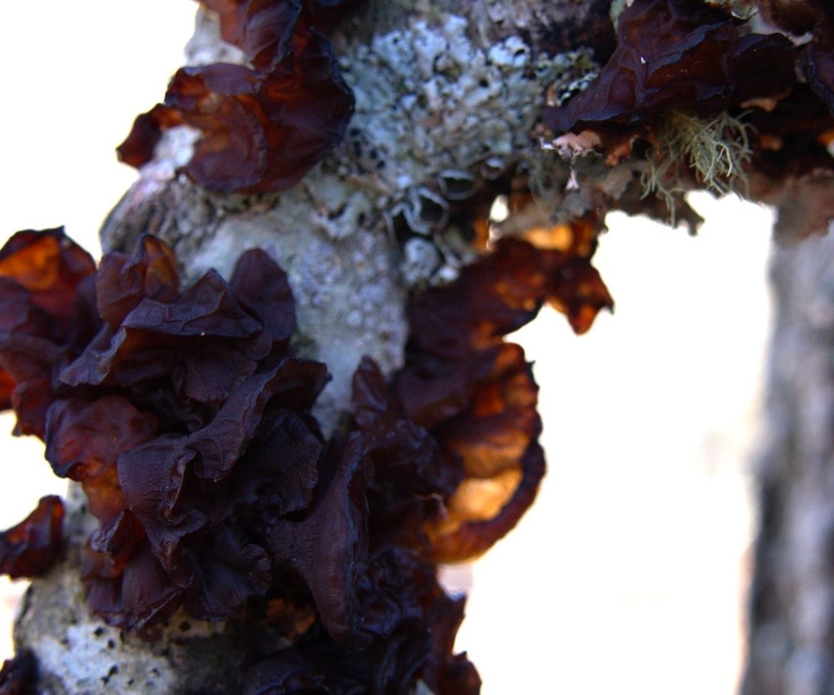 Witches’ Butter Identification Guide and Common Look-Alikes ...